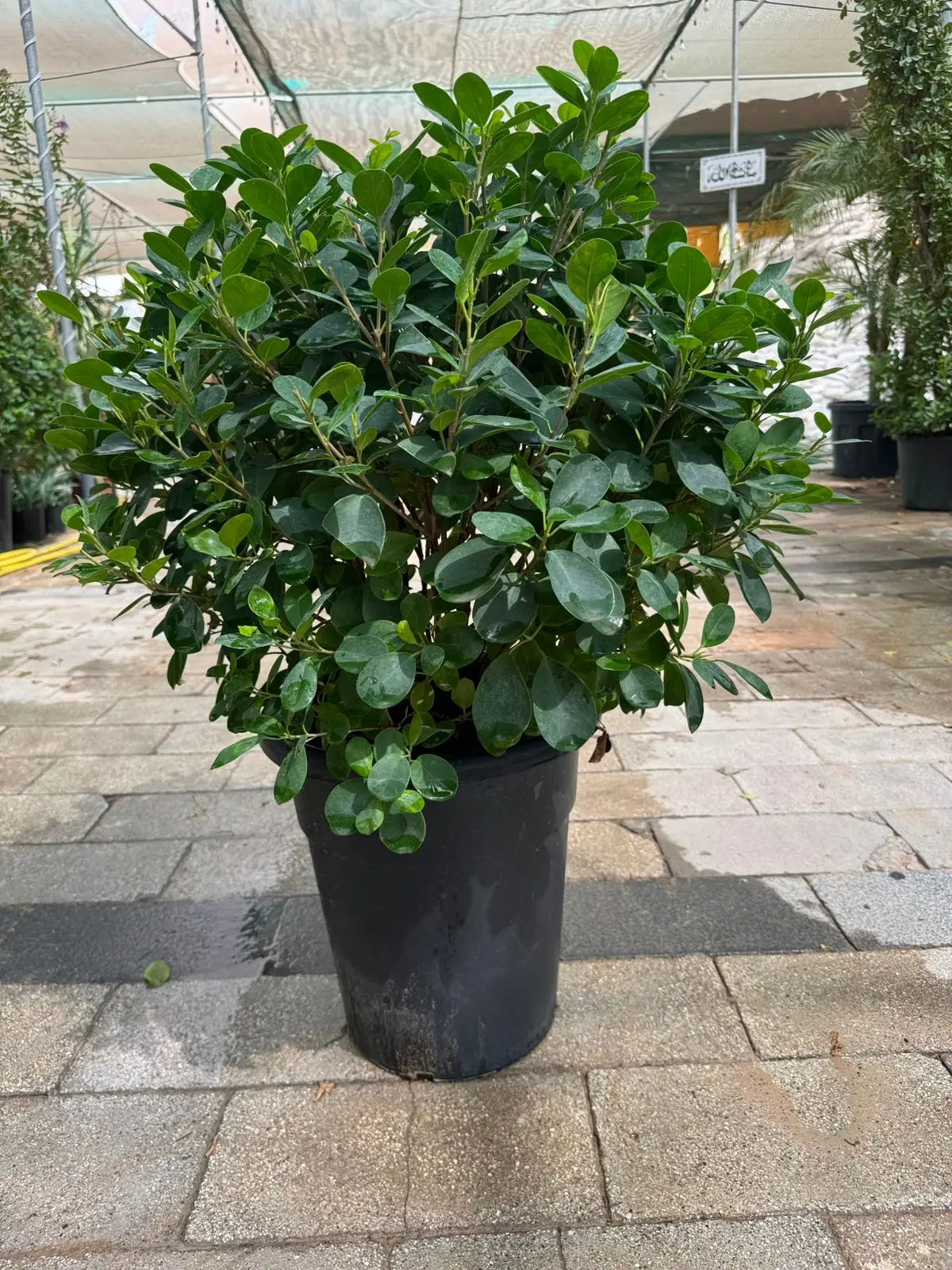 Ficus Panda (Ball Shape) | Ornamental Indoor Plant - Plants Care UAE