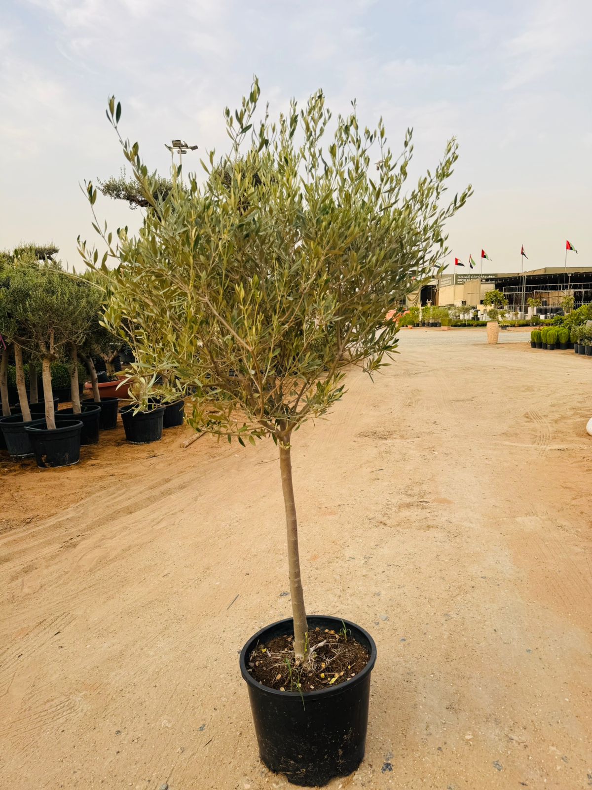 Olive Tree (Olea europaea) 150cm | Elegant Outdoor Plant - Plants Care UAE