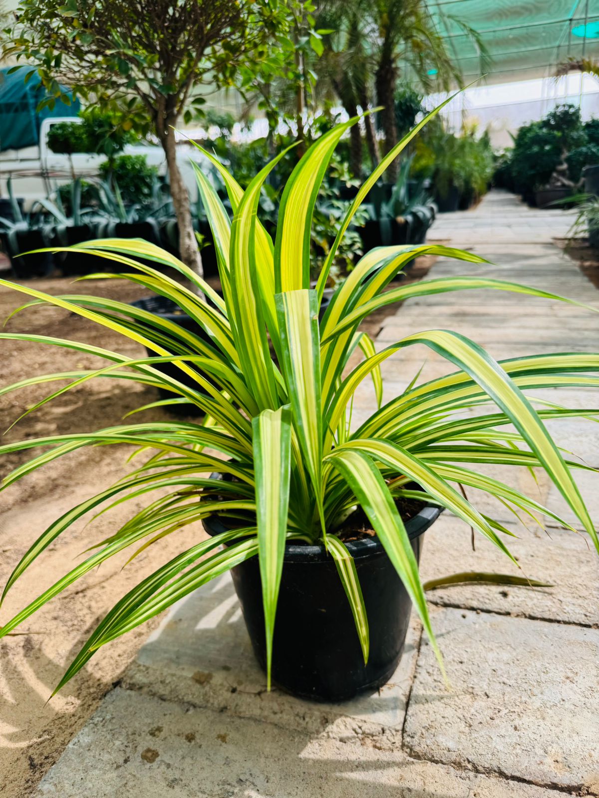 Pandanus Baptistii Variegata | Variegated Screw Pine - Plants Care UAE